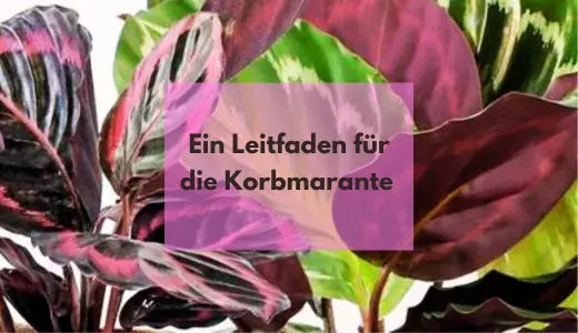 Korbmarante Rollt Blatter Ein